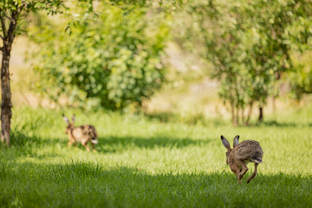 Image of Wild hares running through long green grass in rural backyard ...