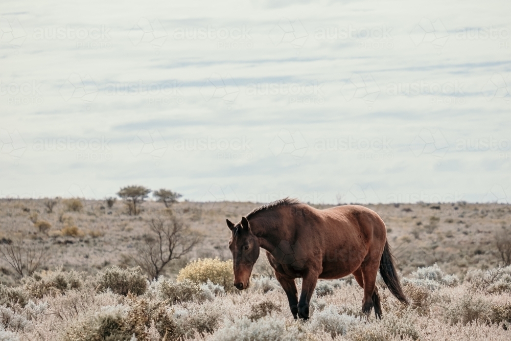 Image of Wild horse in the outback. - Austockphoto