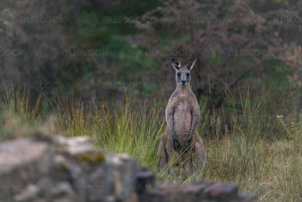 Image of Wild kangaroo in the historic gold mining town of Hill End ...