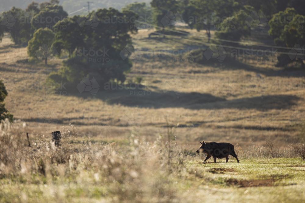 Image of Wild pig roaming around in the rural Australian countryside ...