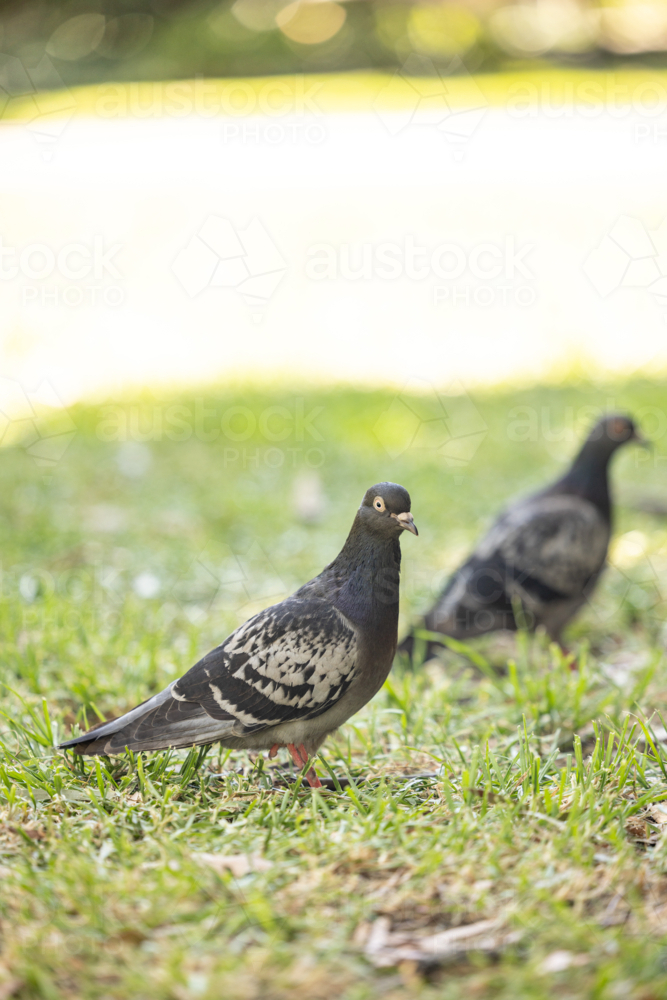 Image of Wild pigeons standing on grass in Sydney park - Austockphoto