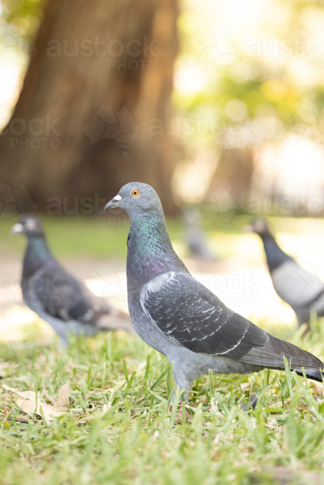 Image of Wild pigeons standing on grass in Sydney park - Austockphoto