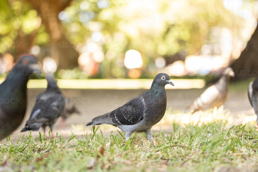 Image of Wild pigeons standing on grass in Sydney park - Austockphoto