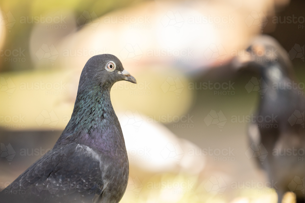 Image of Wild pigeons standing on grass in Sydney park - Austockphoto