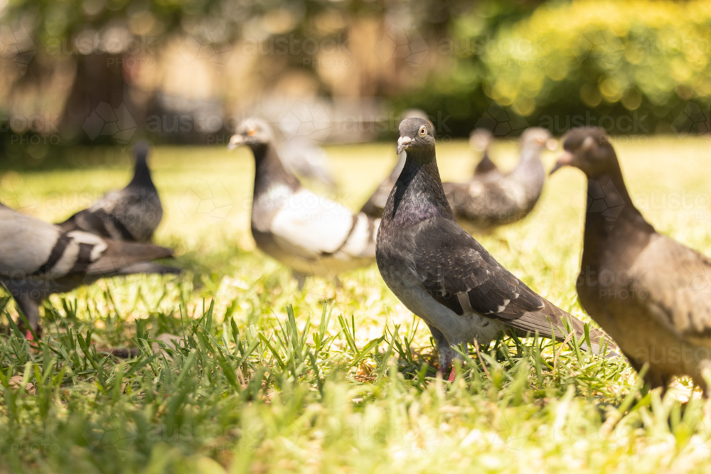 Image of Wild pigeons standing on grass in Sydney park - Austockphoto