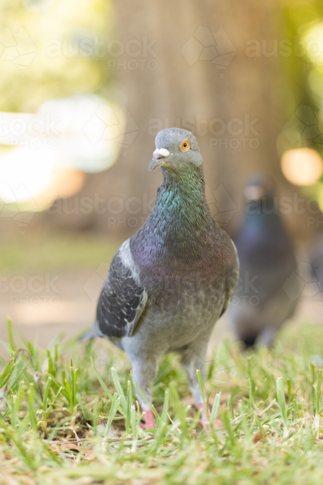Image of Wild pigeons standing on grass in Sydney park - Austockphoto