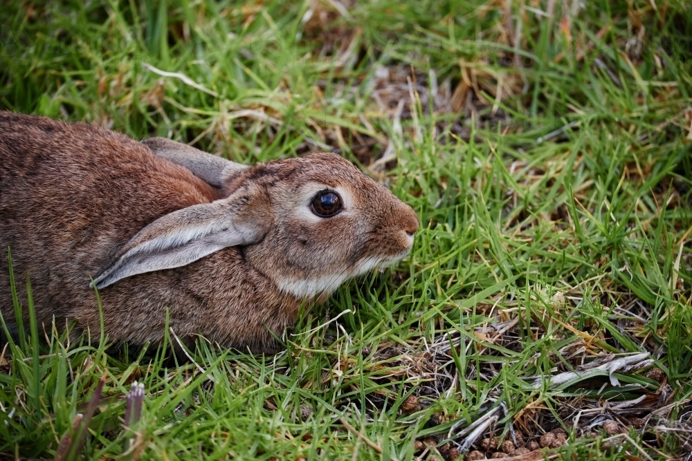 Image of Wild Rabbit Laying on Grass - Austockphoto