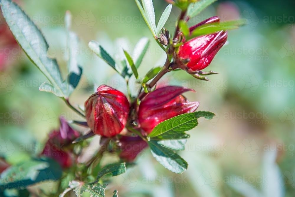 Image of Wild Rosella plants in sunlight - Austockphoto