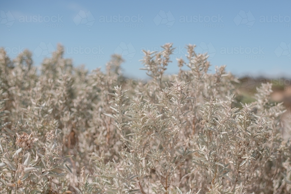 Image of Wild Rosemary (also called Coastal Daisy Bush, Olearia ...