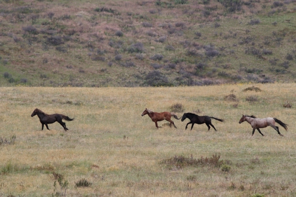 Image of Wild snowy Mountains brumbies galloping in open grassy field ...