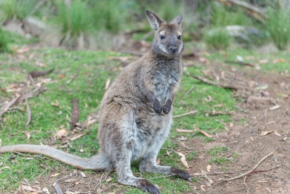 Image of Wild wallaby - Austockphoto