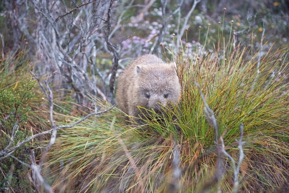 Image of Wild wombat in the bush - Austockphoto
