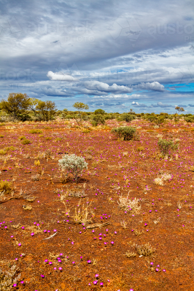 Image of Wildflowers and red dirt of the Little Sandy Desert ...
