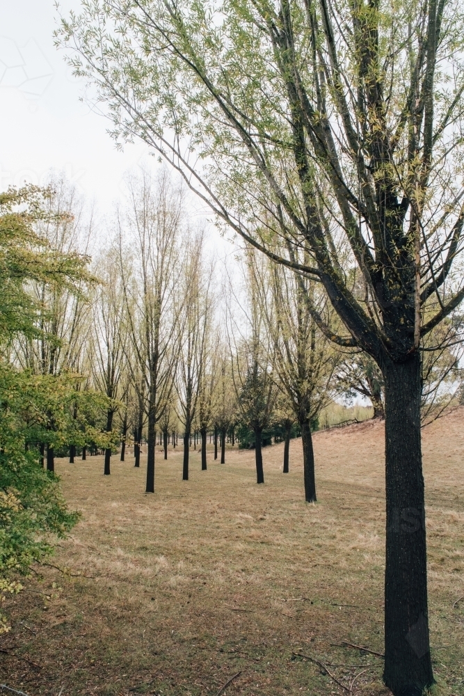 Image of Willow Tree grove, used for cricket bat manufacture - Austockphoto