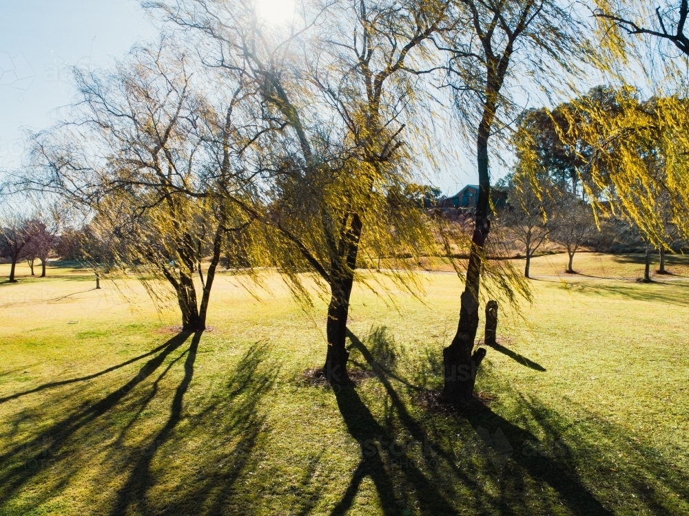 Image of Willow trees with autumn leaves blowing in wind - Austockphoto