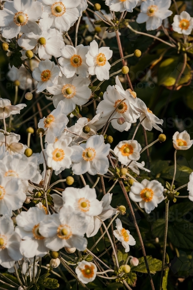 Image of Wind flowers - Austockphoto