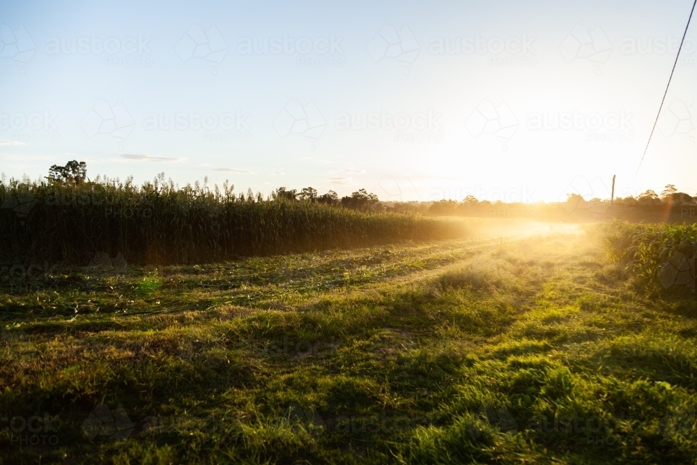 Image of Windrows and standing crop in farm paddock at sunset ...