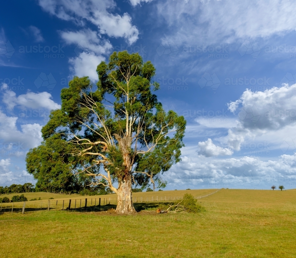 Image of Windswept Large Eucalyptus Tree on a Farm - Austockphoto