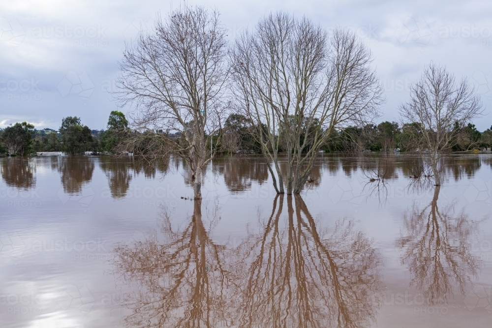 Image of Wintery trees in flood during natural disaster event ...