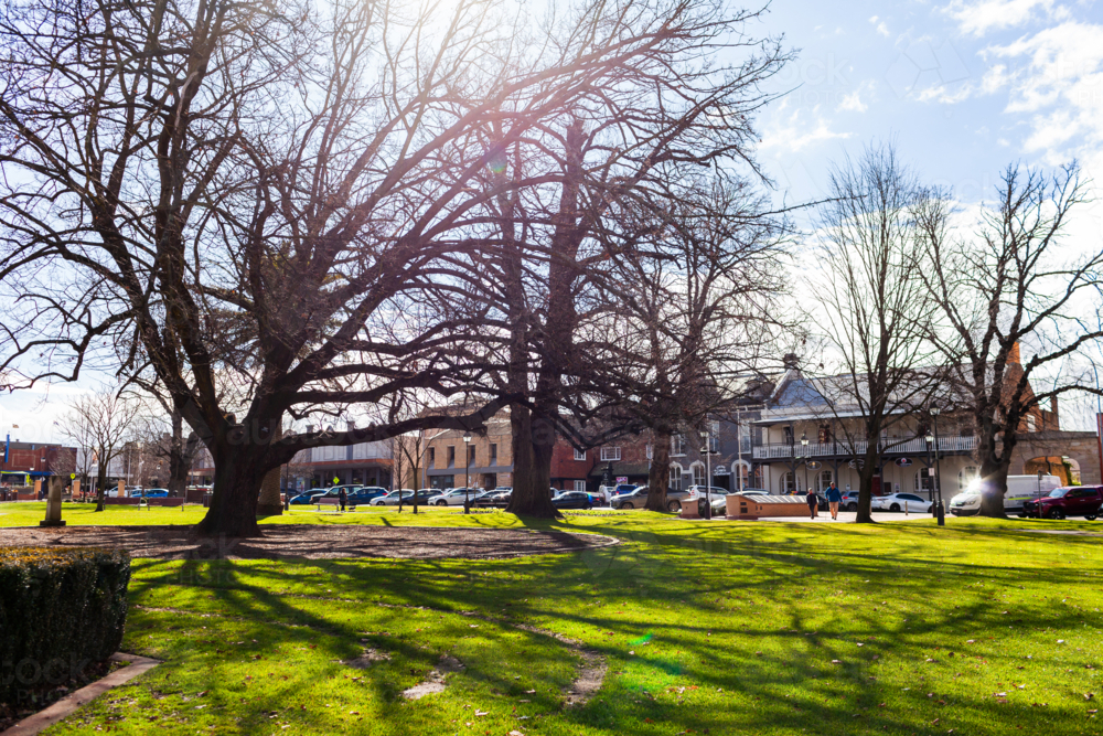 Image of Wintry trees of Belmore Park on sunny winter day with green ...