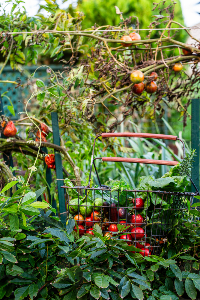 Image of wire basket of fresh vegetables harvested from garden ...