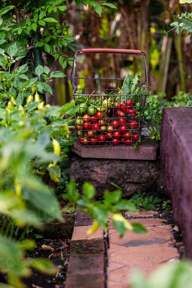 Image of wire basket of fresh vegetables harvested from garden ...