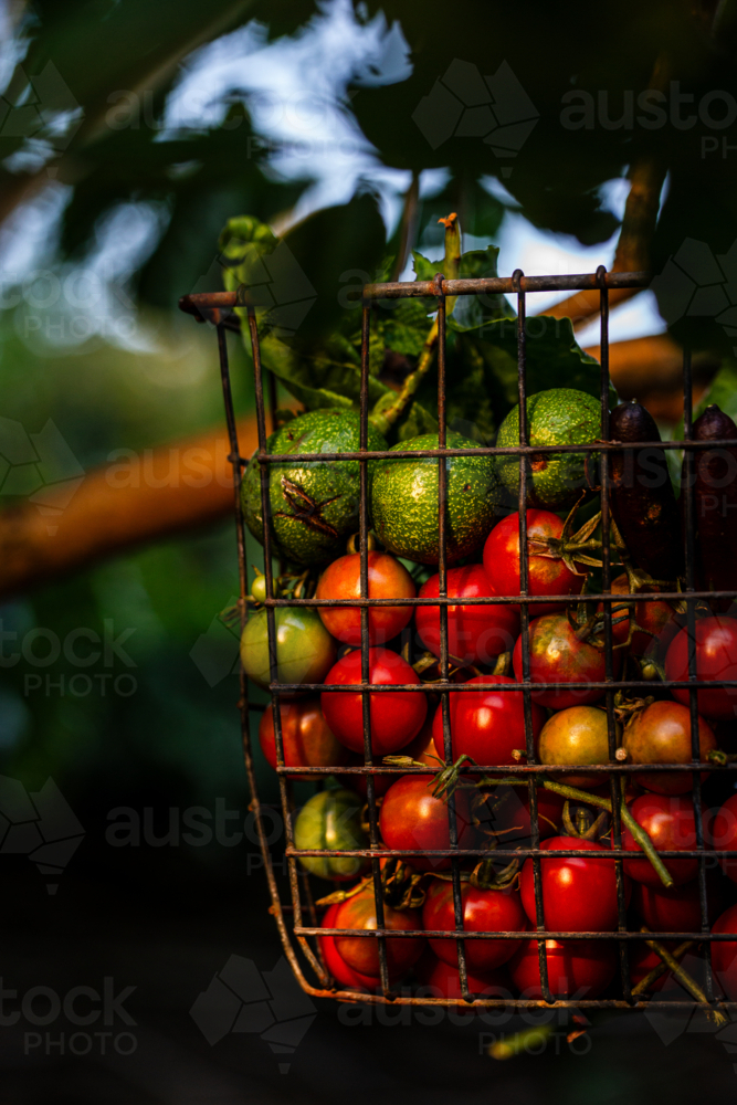 Image of wire basket of fresh vegetables harvested from garden ...