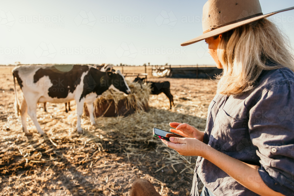 Image of Woman holding phone looking at the herd of cattle eating hay ...