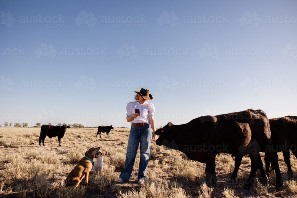 Image of Woman holding phone standing beside herd of cattle in dry ...