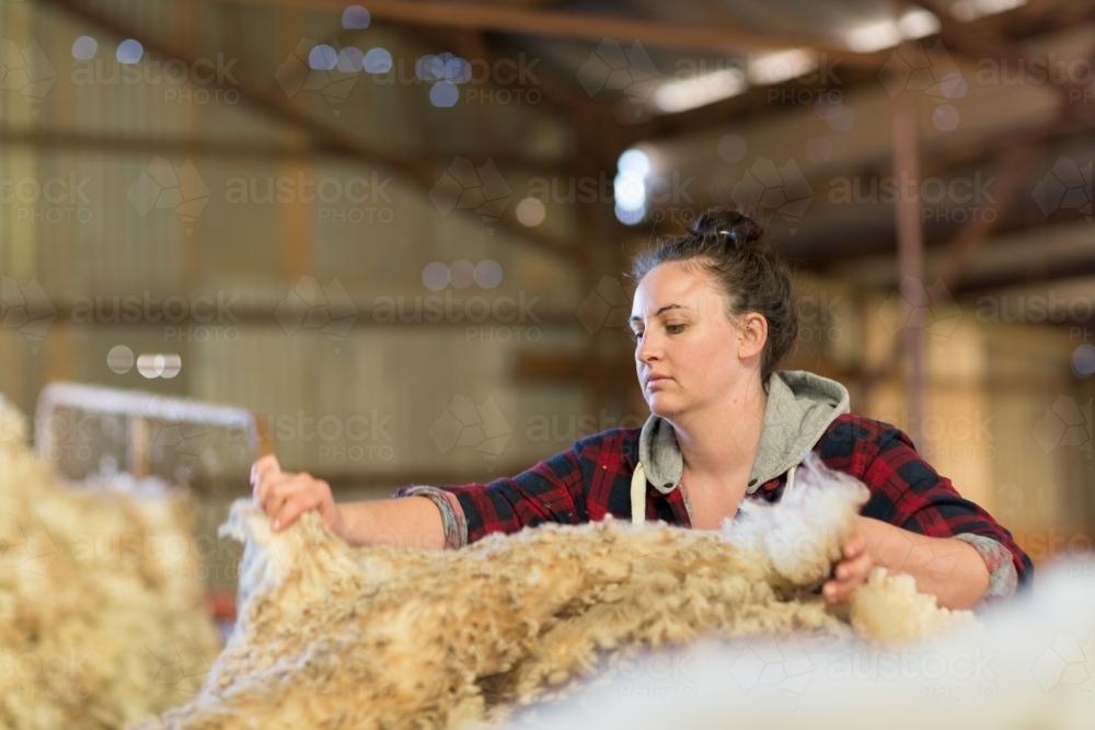 Image of Woman skirting a fleece of wool in shearing shed - Austockphoto