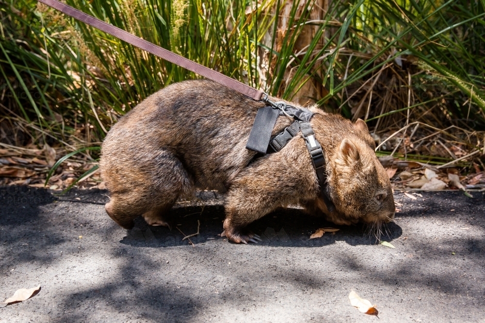 Image of wombat going for a walk on a lead wearing a harness - Austockphoto