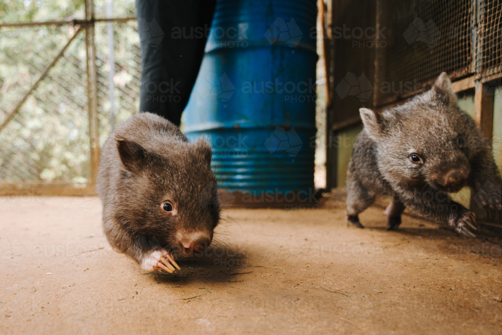 Image of Wombats walking on the ground in an enclosure in wildlife ...