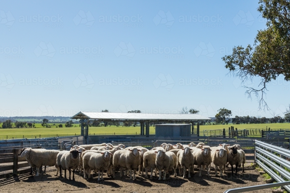 Image of Woolly sheep in sheep yards - Austockphoto