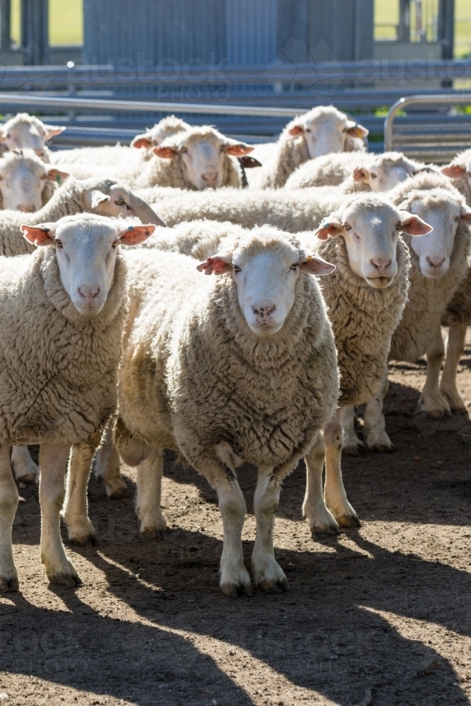 Image of Woolly white suffolk rams looking at camera - Austockphoto