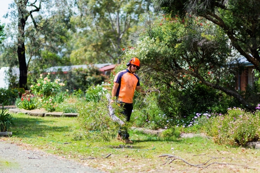Image of Worker dragging tree branch through garden to be turned to ...
