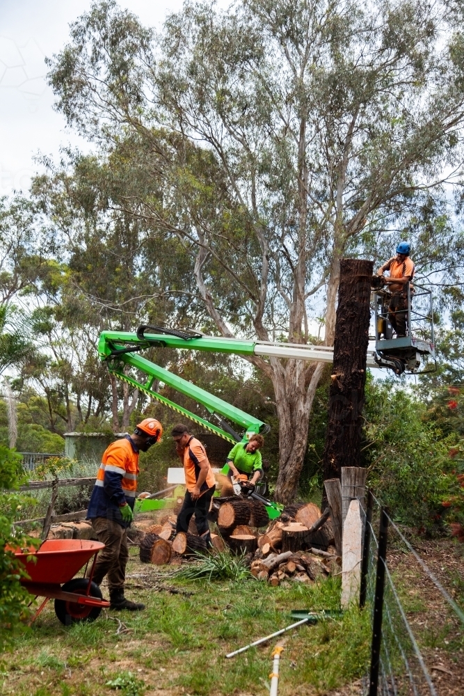 Image of Worker felling a tree in rural residential garden from a ...