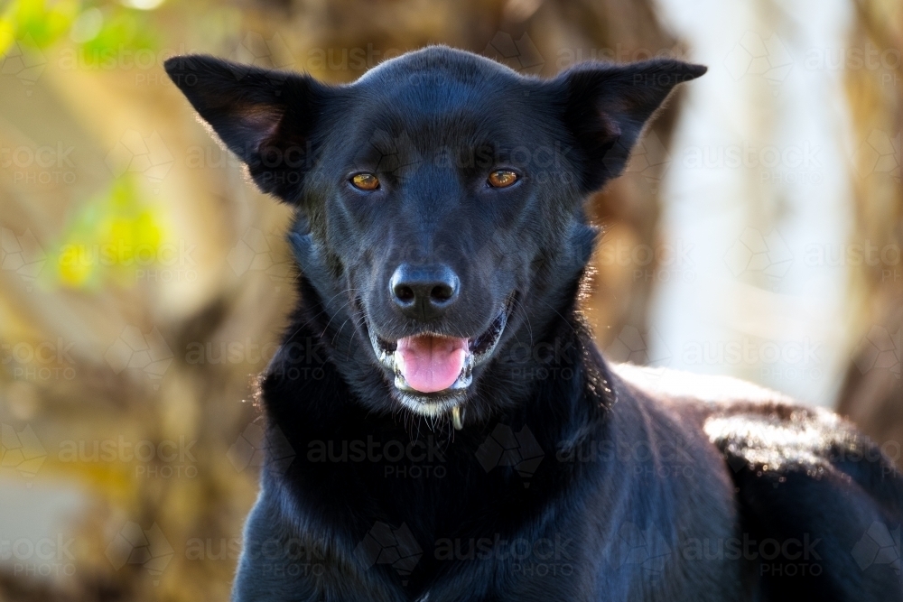 Image of Working dog - Austockphoto