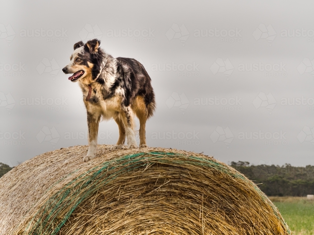Image of Working dog on hay bale - Austockphoto