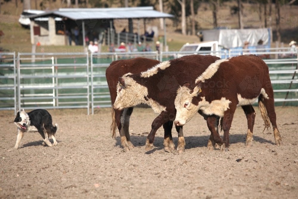 Image of Working dog rounding up cattle - Austockphoto