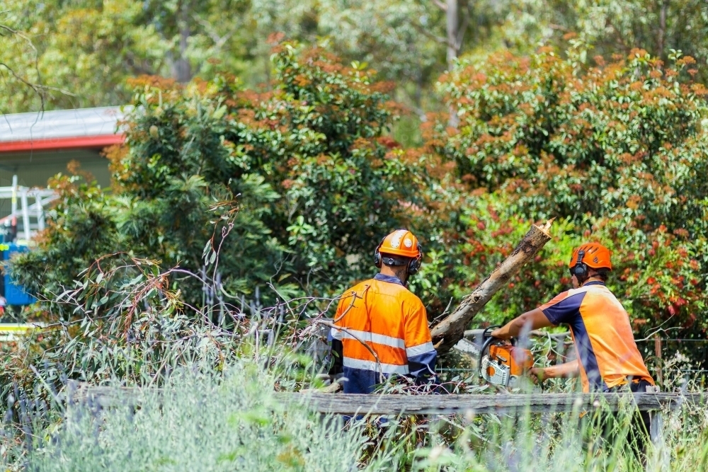 Image of Workman removing branches from tree in garden - Austockphoto