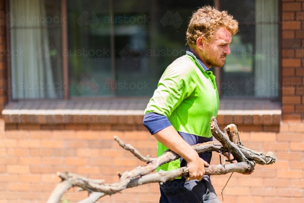 Image of Workman removing branches from tree in garden - Austockphoto