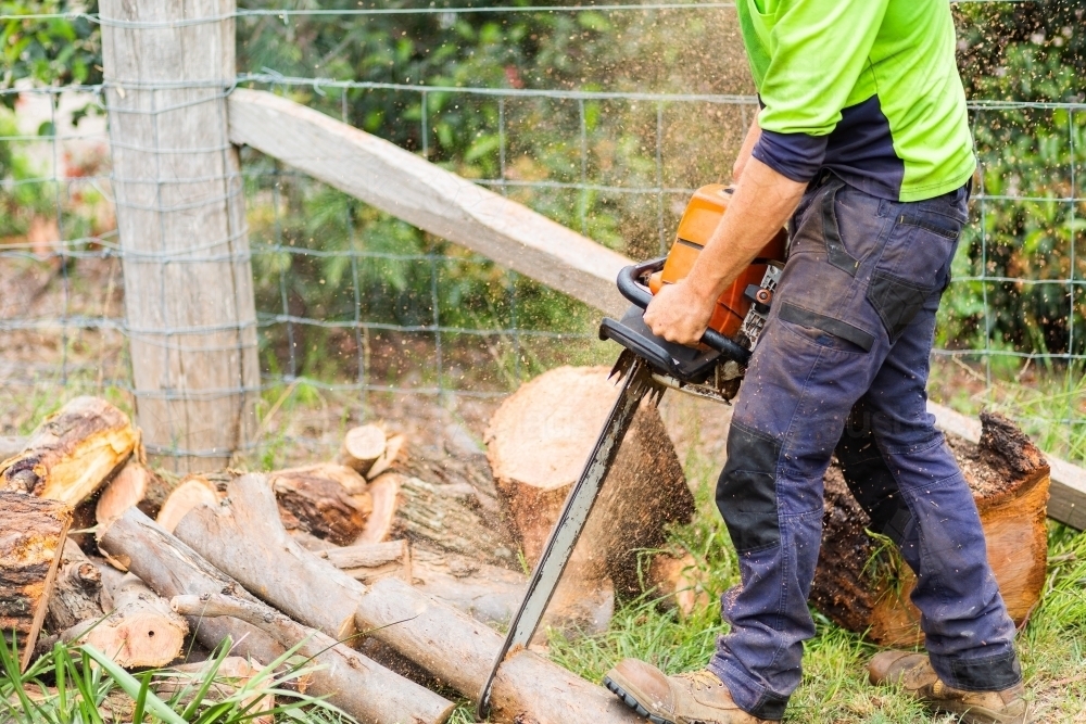 Image of Workman using a chainsaw to cut logs into smaller rounds of ...
