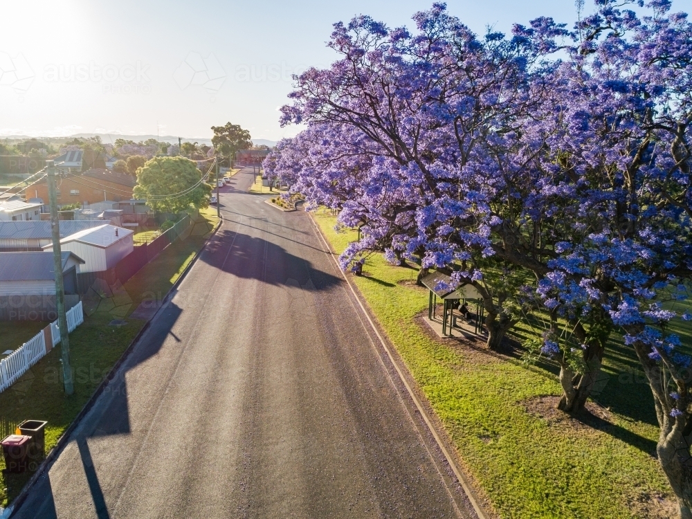 Image of Wynyard street singleton with purple jacaranda trees in flower ...