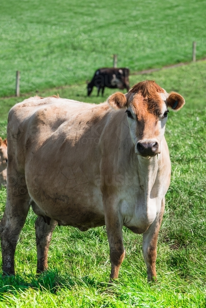 Image of Jersey cow in a spring paddock. - Austockphoto