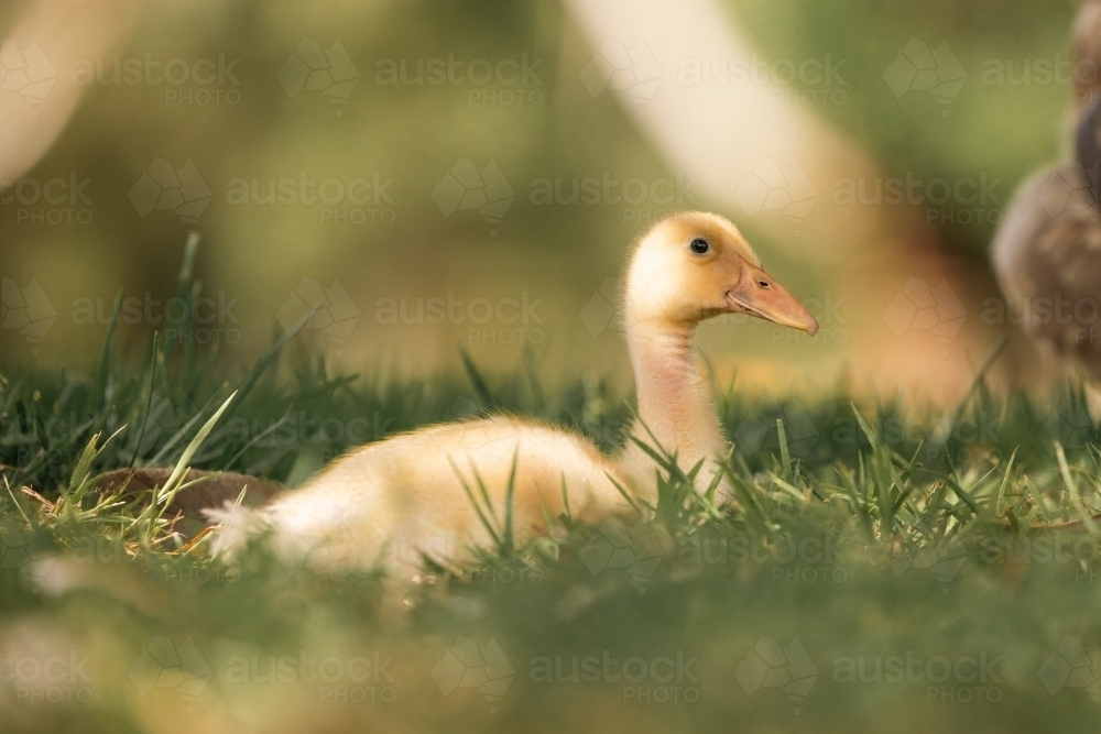 Image of Yellow duckling sitting in the grass, free ranging on farm ...