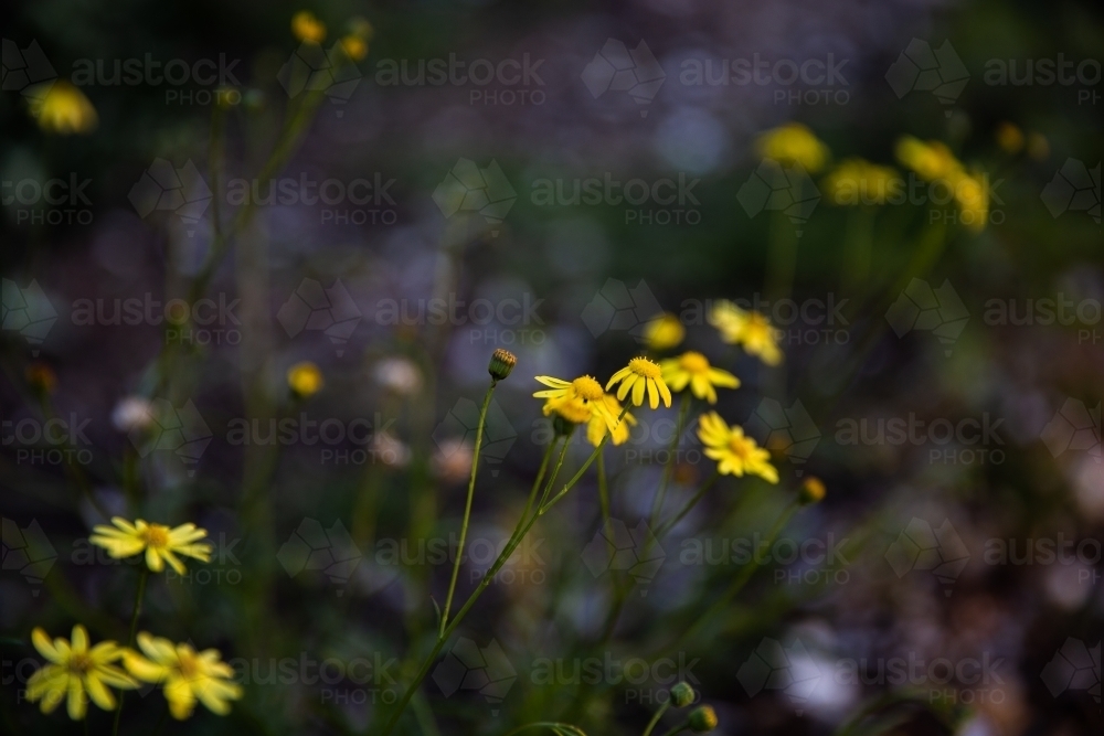 Image of yellow fireweed flowers - Austockphoto