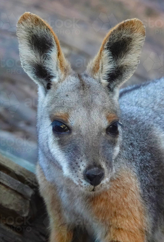Image of Yellow-footed Rock Wallaby - Austockphoto