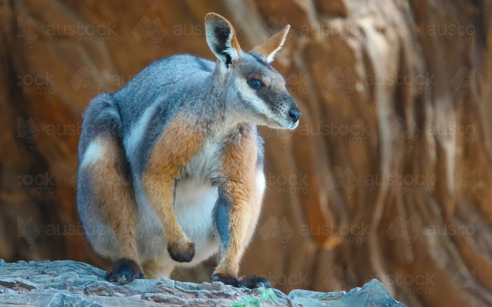 Image of Yellow-footed Rock Wallaby - Austockphoto