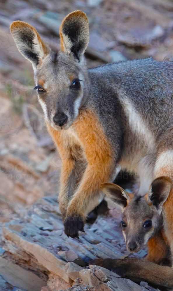 Image of Yellow-footed Rock Wallaby - Austockphoto