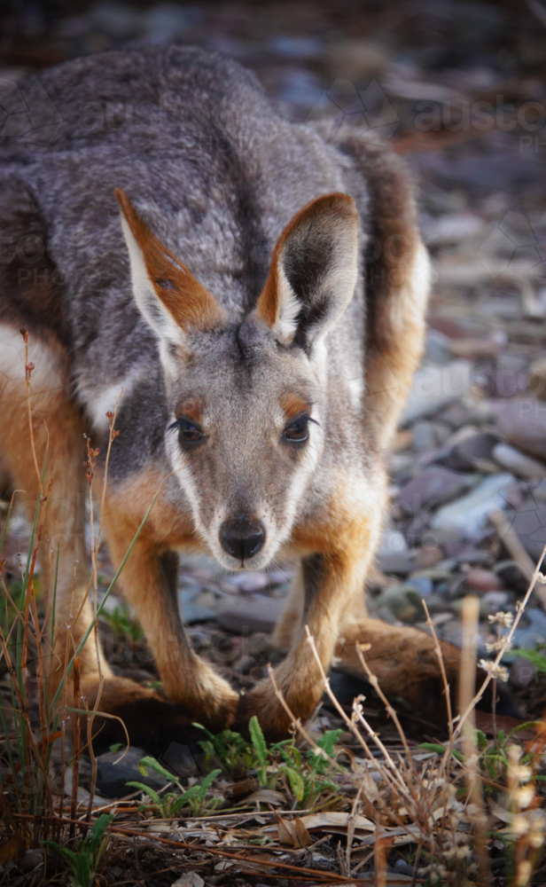 Image of Yellow-footed Rock Wallaby - Austockphoto